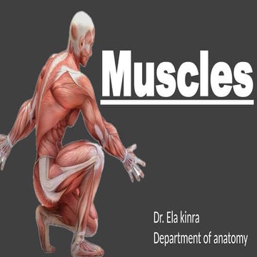 Muscles presentation by Dr ela kinra anatomy | PPTX | Physical Therapy ...