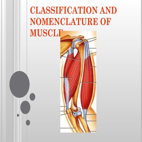 Comprehensive Overview of Muscle Classification, Structure, and ...