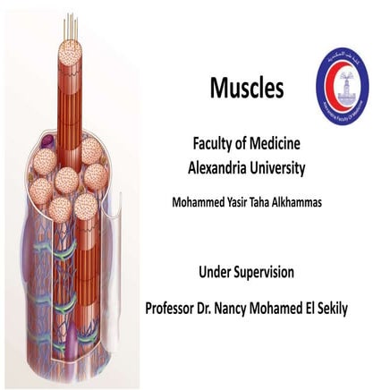 Muscles | PPT
