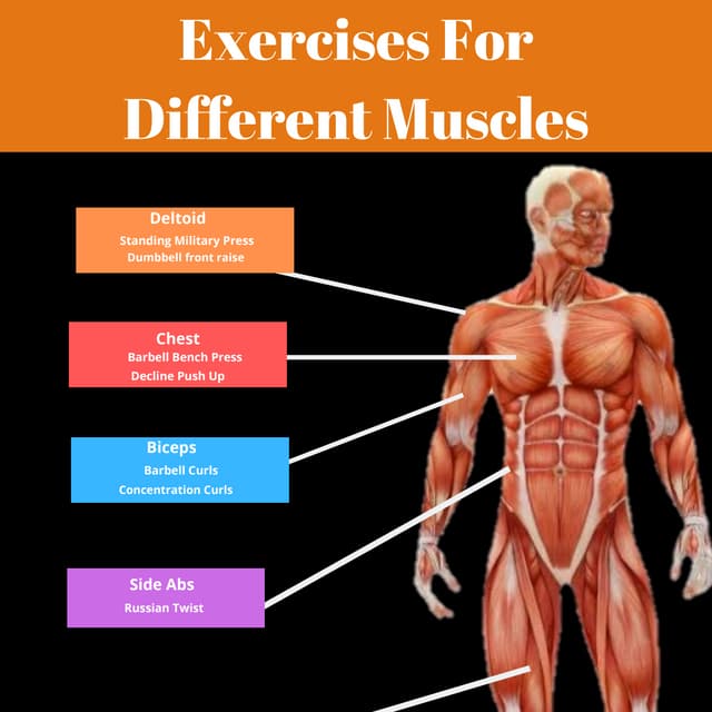 Muscles and exercises | PDF