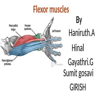 muscles (flexor) ccompartment of hand.pptx