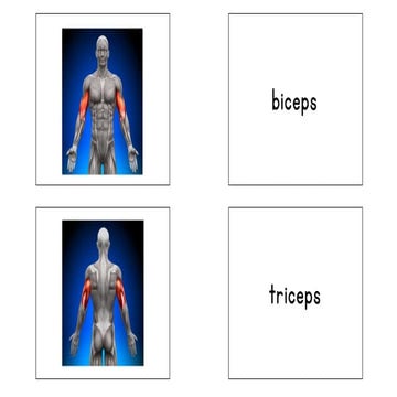 Muscles memory | PDF