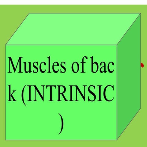 Muscles of back (INTRINSIC ).pptx