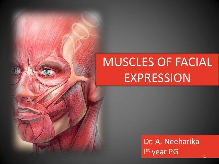 Muscles Of Facial Expression