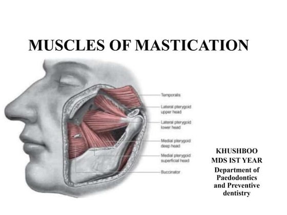 Muscles attached to the mandible | PPT