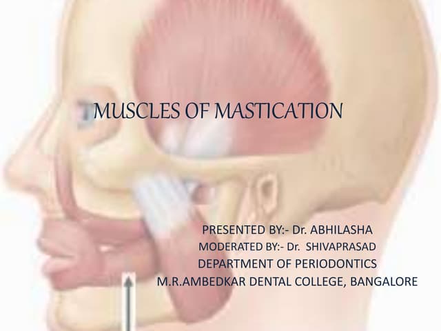 Muscles of mastication prosthodontic consideration | PPTX | Dental ...