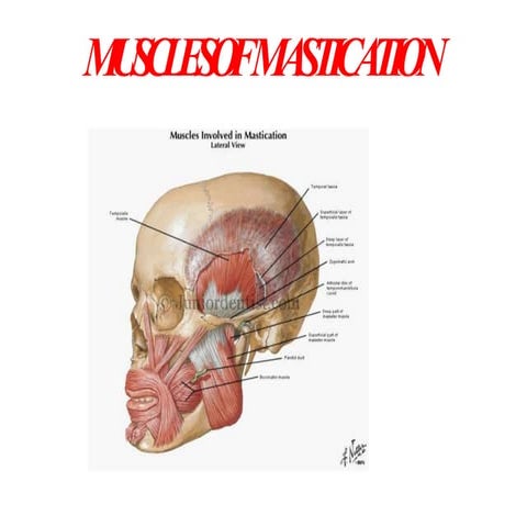 muscles of mastication 1.pptx