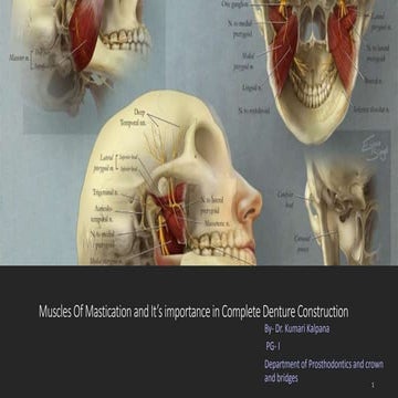 Muscles of mastication and its importance in complete | PPT