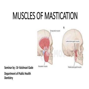 MUSCLES OF MASTICATION and chewing cycle | PPTX