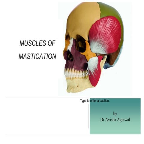 Muscles of mastication powerpoint | PPTX