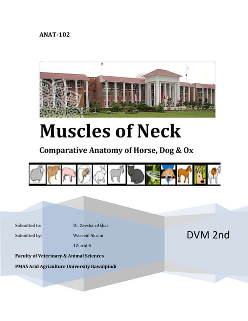 Anatomy of head and cervical region of goat | PPT