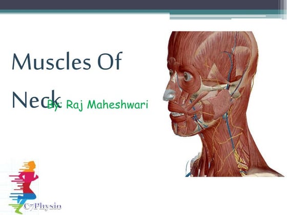 Muscles Of The Neck 1 | PDF | Death, Injury, or Military Conflict ...
