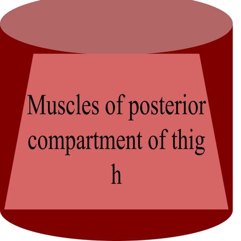 Muscles of posterior compartment of thigh(3).pptx