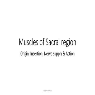 Muscles of sacral region | PPT