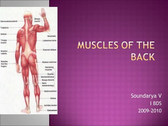 Muscles Of Fore Limb Of Cattle | PPTX