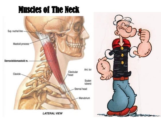 Neck & trunk rom measurement | PPT | Death, Injury, or Military ...