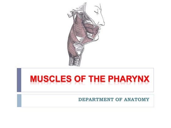 Hypopharynx anatomy | PPT