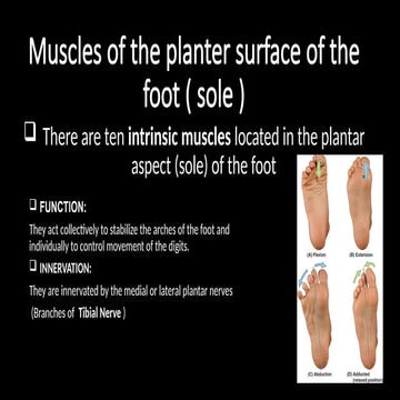 Muscles of the planter surface of the foot by sohail ayub pptx | PPTX