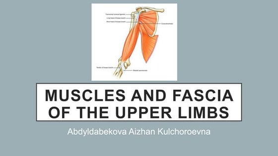 Muscles of sacral region | PPT