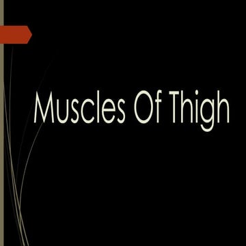 Muscles Of Thigh.pptx ANTOMY PRESENTATION | PPT
