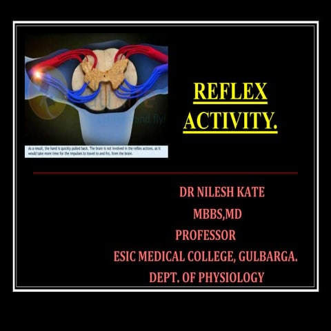 Muscle spindle and reflex activity | PPT