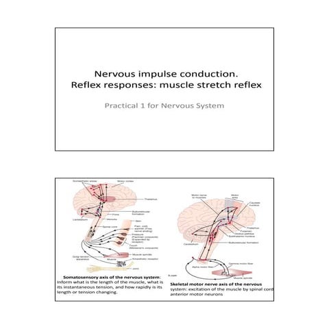 Muscle stretch reflex | PDF