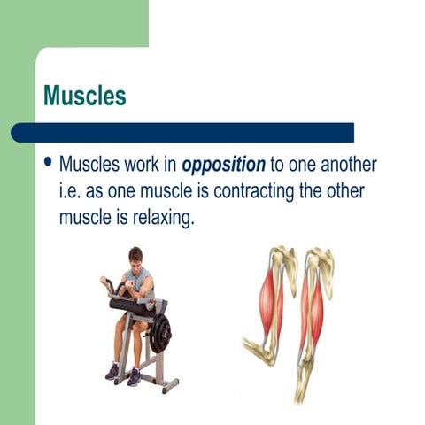Muscles working | PPT
