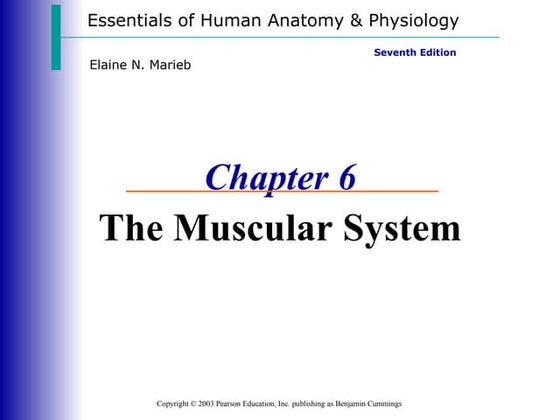The Muscular System | PPT