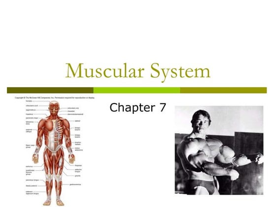 muscle structure_and_function | PPT | Biological Sciences | Science