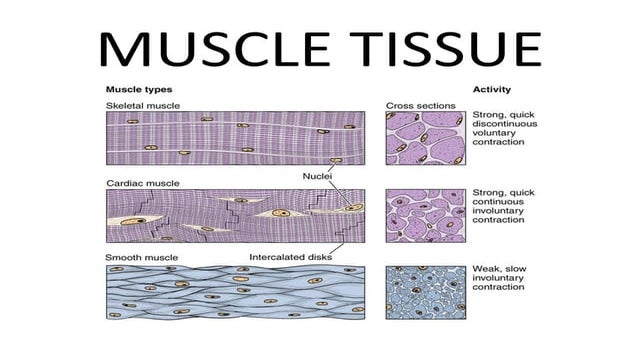 Types Of Muscle Cells