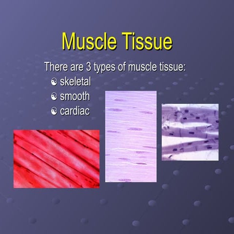 muscle_tissue.ppt mussscle tissue pharmacology | PPT