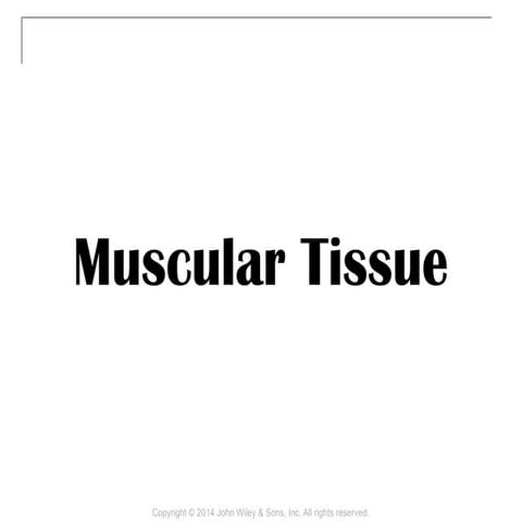 Ch04-Modified-Tissues-Human Anatomy and Physiology.pptx
