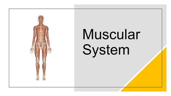 Muscular system | PPT