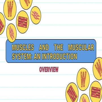 Muscular-System-Presentation-.pdf ANATOMY AND PHYSIOLOGY | PDF