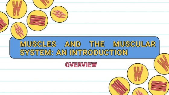 bio 104 anatomy the human muscular system (1).pptx