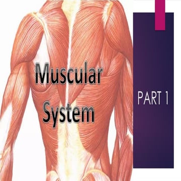 Muscle physiology | PPTX