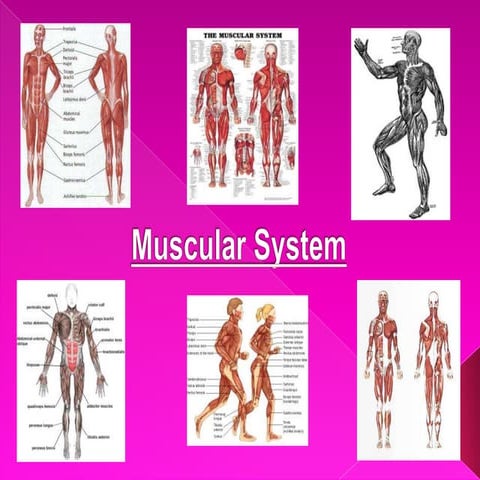 Muscular system | PPT