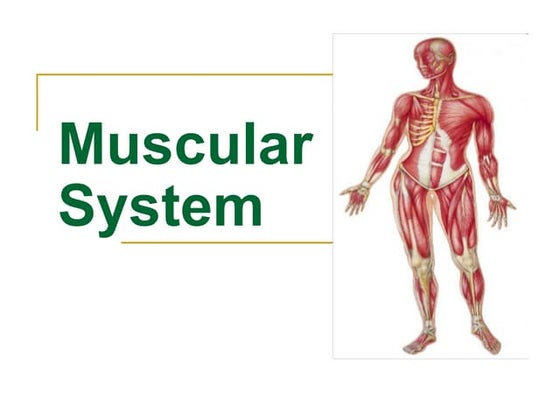 The muscular system powerpoint | PPT
