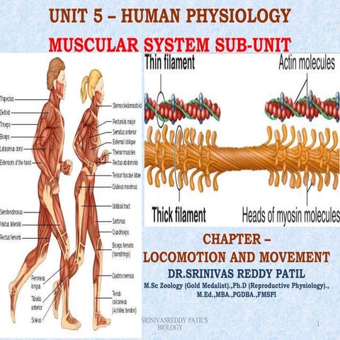 Muscular system | PPT
