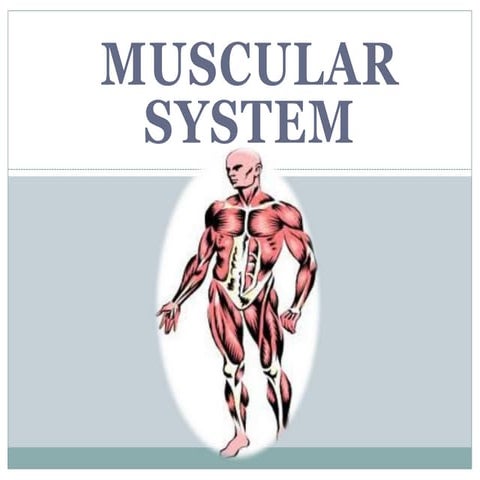 Muscular System for F.S 4 | PPT