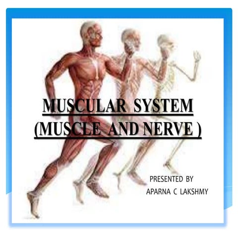 Muscular system | PPTX