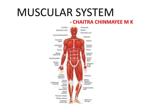 Digestive system | PPT