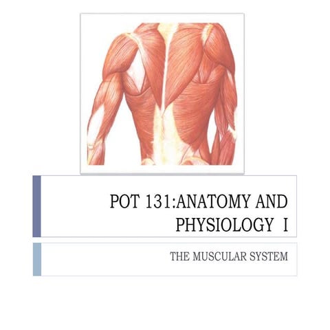 Muscular System.ppt