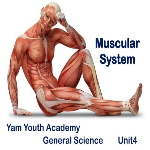 Muscular_System_Scaffold_Presentation.pptx