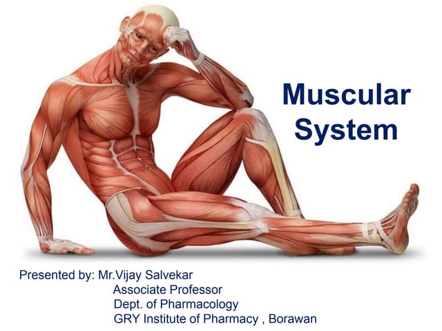 Muscular System Ppt