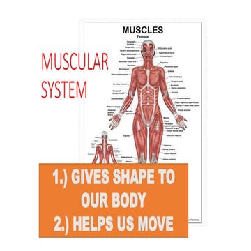 MUSCULAR SYSTEM.pptx