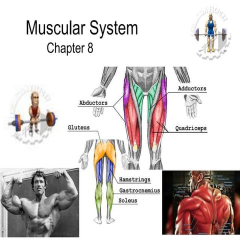 Muscular System of the Human Body232.ppt