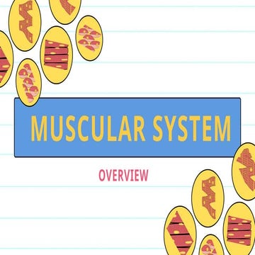 Muscular System powerpoint presentation for grade 4 students and ...