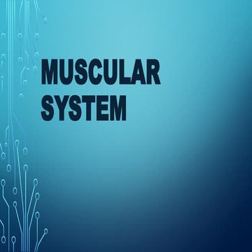 Comprehensive Overview of the Human Muscular System: Structure ...