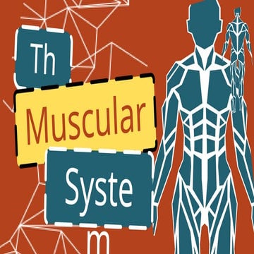 Muscular System Anatomy Presentation in a Blue Yellow Red Bold Style.pptx
